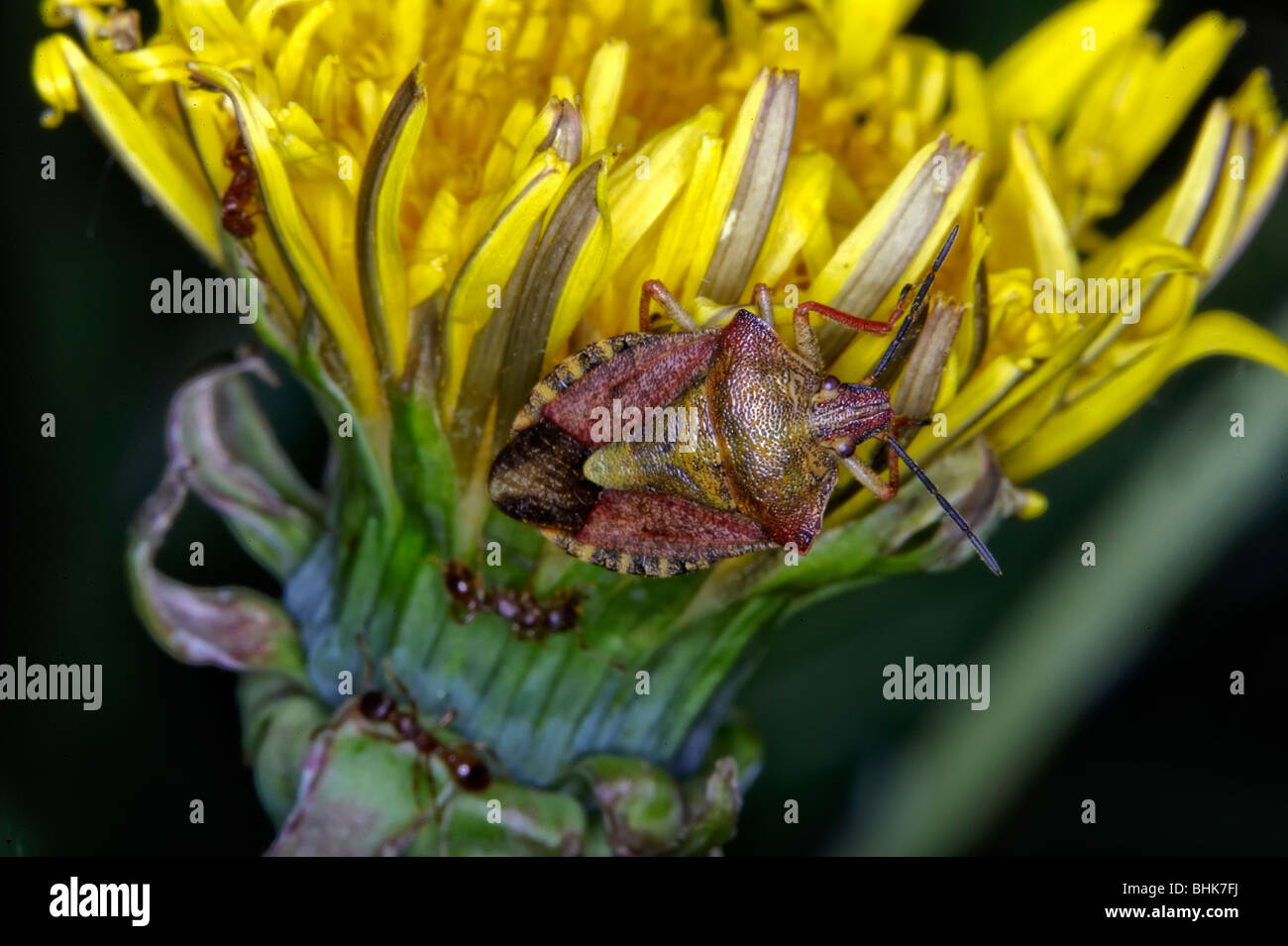 Insect macro, Russia, Moscow Region Stock Photo - Alamy