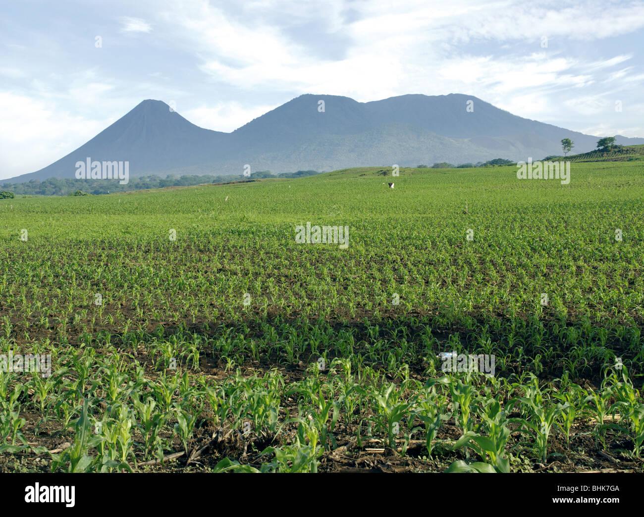 El Salvador. Agricultural landscape. Corn field. Volcano Izalco,Cerro ...