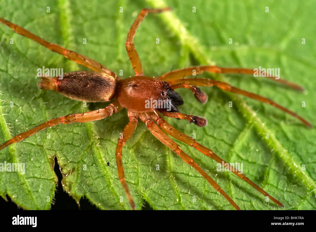 Insect macro, Russia, Moscow Region Stock Photo - Alamy
