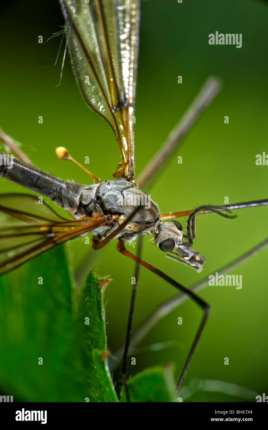 Insect macro, Russia, Moscow Region Stock Photo - Alamy