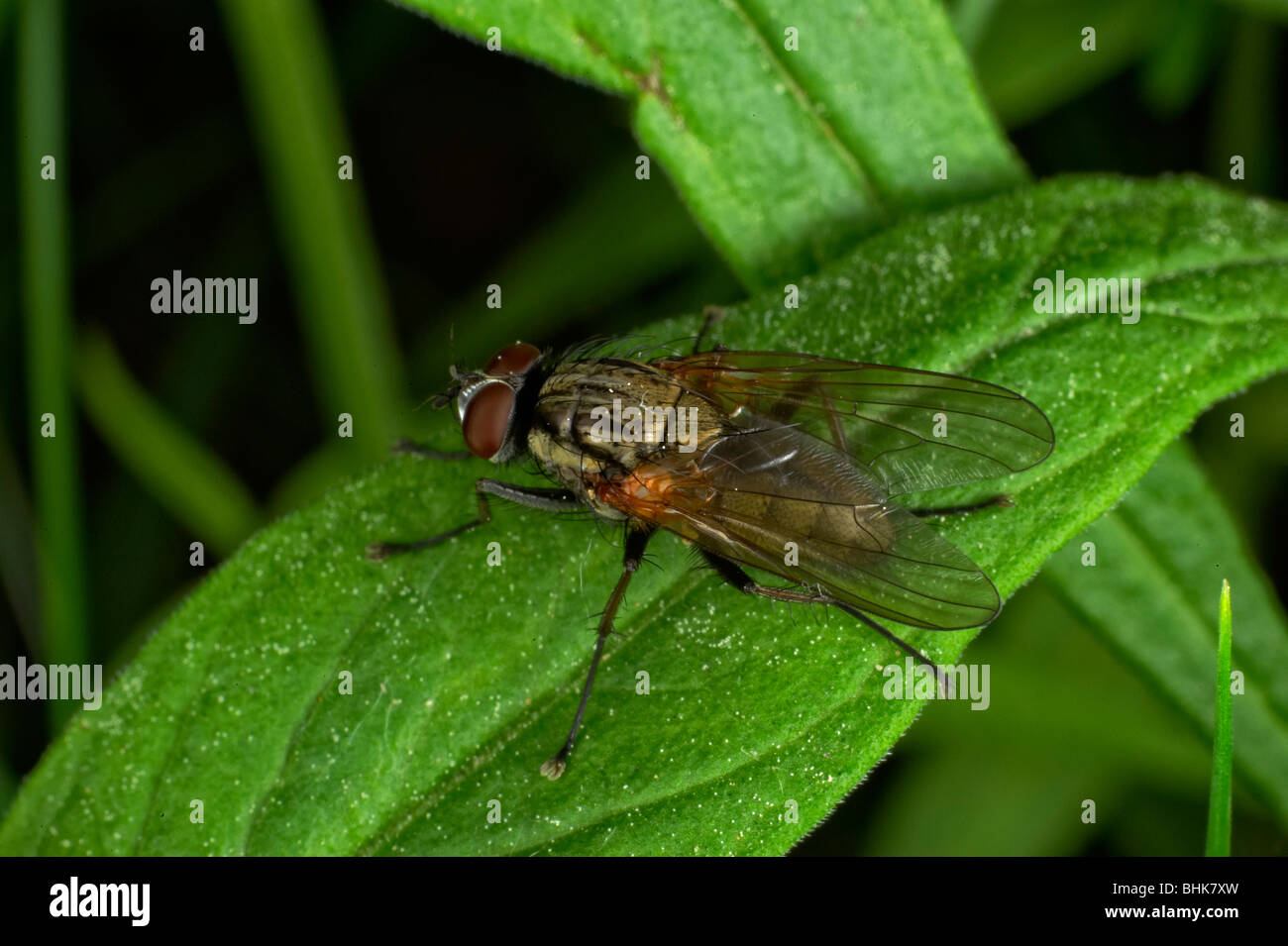 Insect macro, Russia, Moscow Region Stock Photo - Alamy