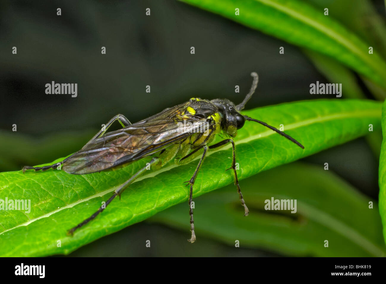 Insect macro, Russia, Moscow Region Stock Photo - Alamy