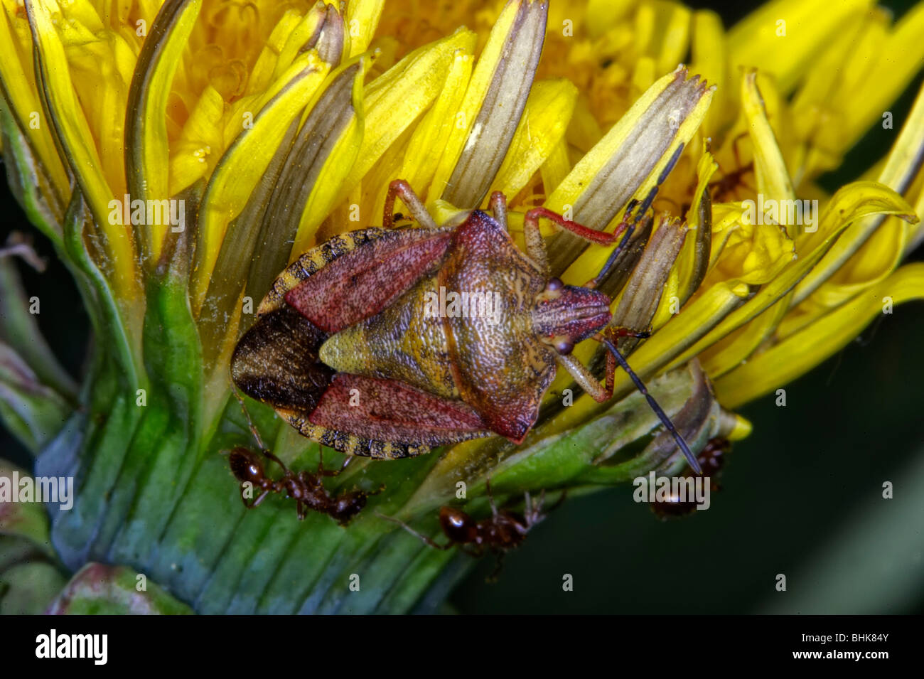 Insect macro, Russia, Moscow Region Stock Photo - Alamy