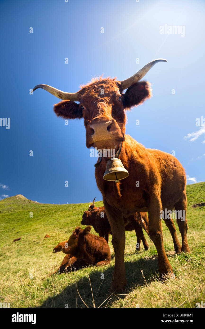 Beautiful shot cow bell hi-res stock photography and images - Alamy