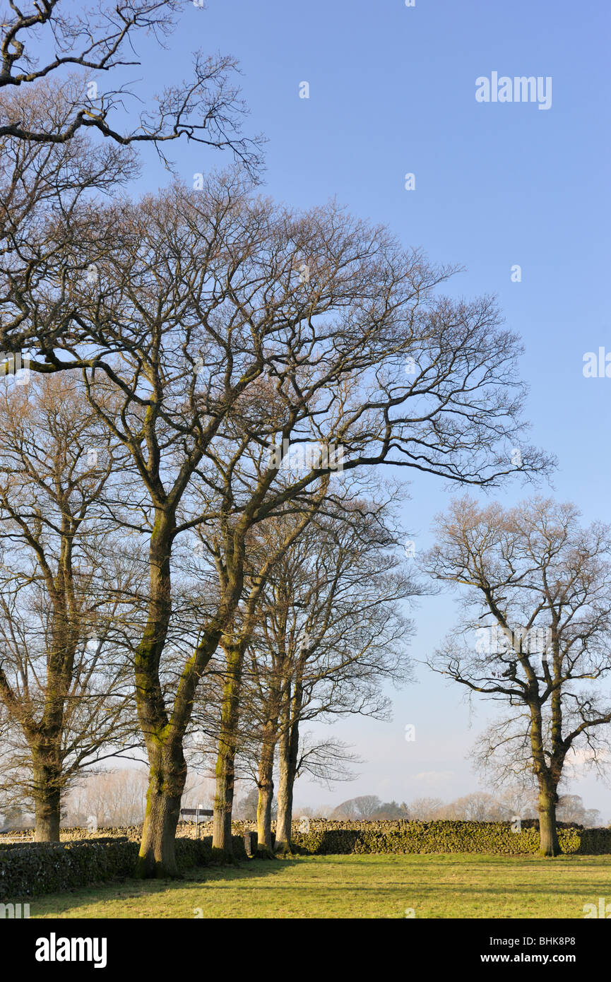 Trees in Winter. Leck (near Cowan Bridge), Lancashire, England, United ...