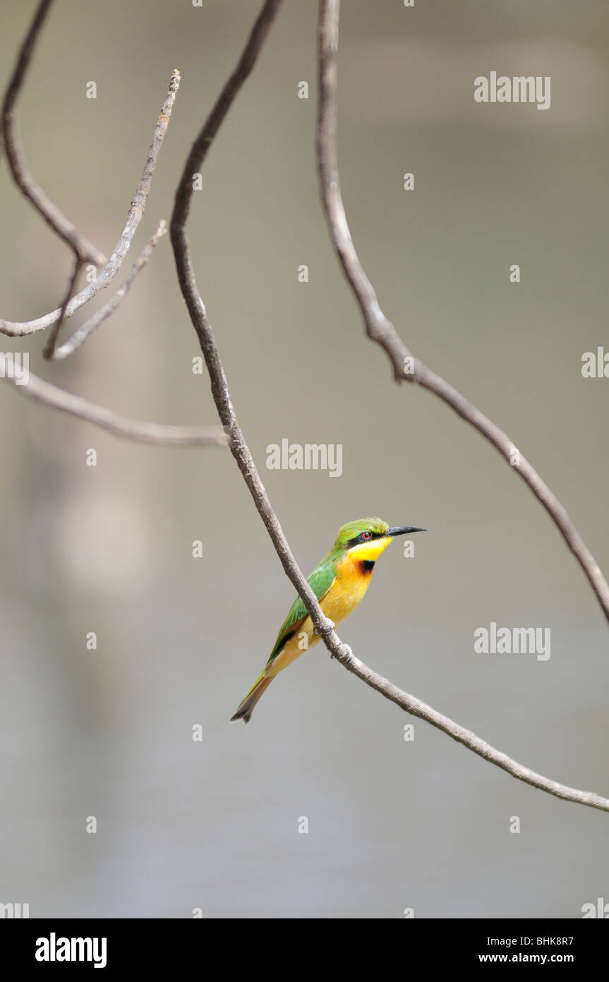 Bee eater Bird in Africa Stock Photo - Alamy