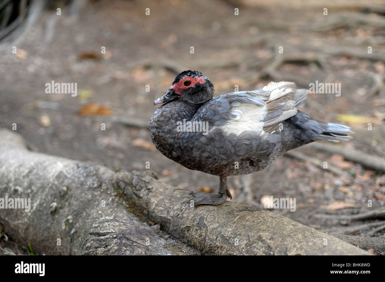 Duck standing on log in the Botanical Gardens in Medellin, Colombia ...