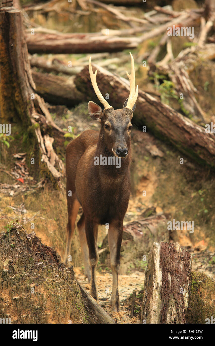 Wild Sambar Deer (rusa unicolor) at home in Southeast Asia. This ...