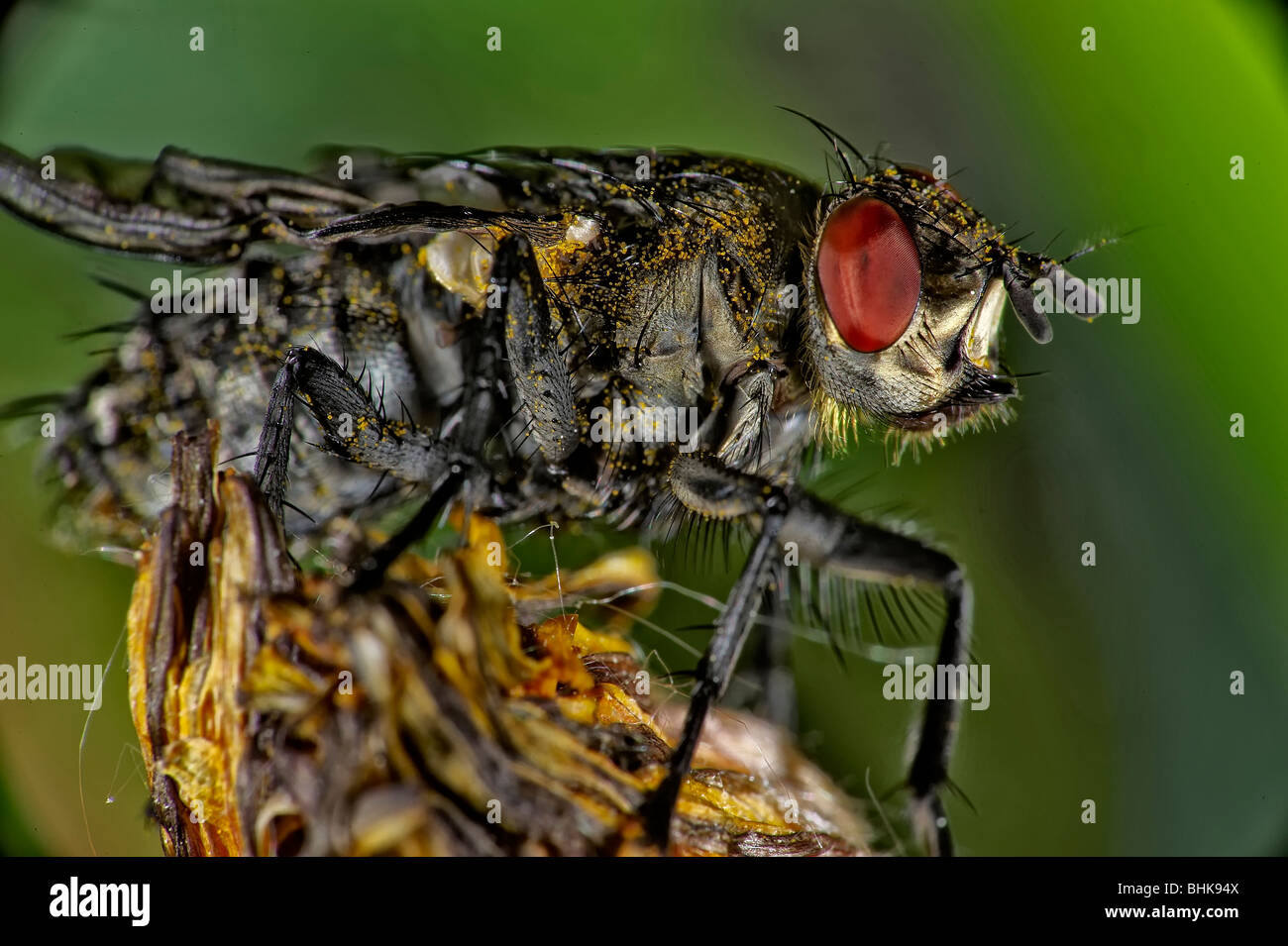 Insect macro, Russia, Moscow Region Stock Photo - Alamy