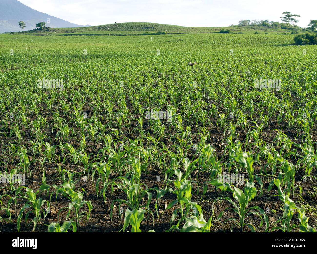 El Salvador. Agricultural landscape. Corn field Stock Photo - Alamy