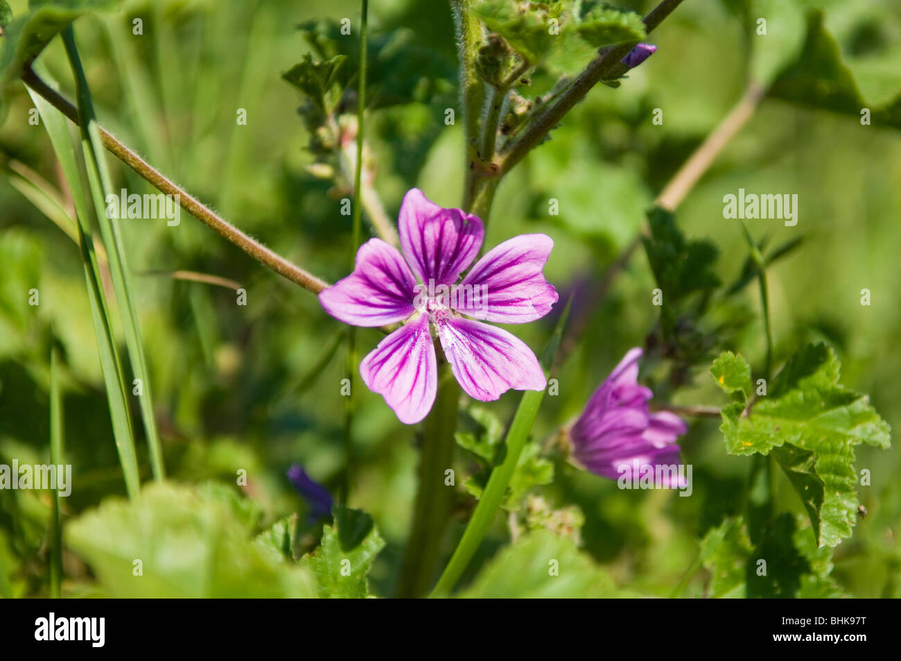 Rough mallow hi-res stock photography and images - Alamy