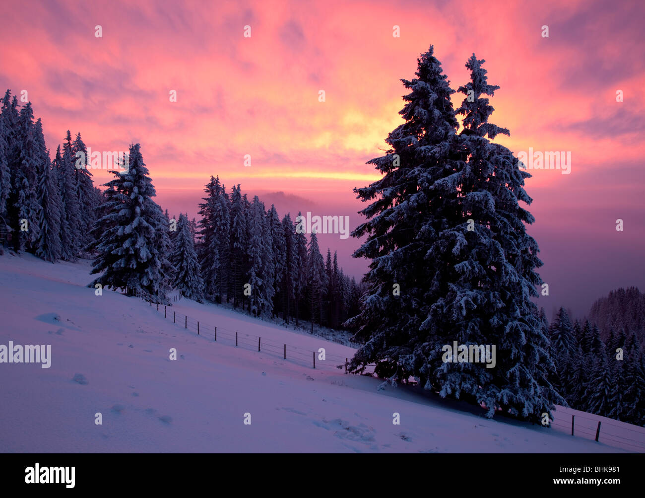 Red sky trees hi-res stock photography and images - Alamy