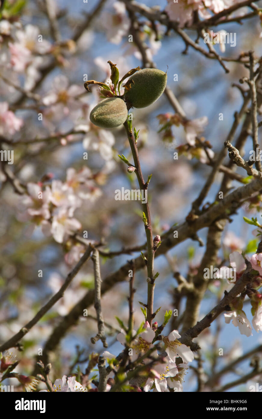 Almond tree in bloom, Santa Inés, Ibiza, Spain Stock Photo - Alamy