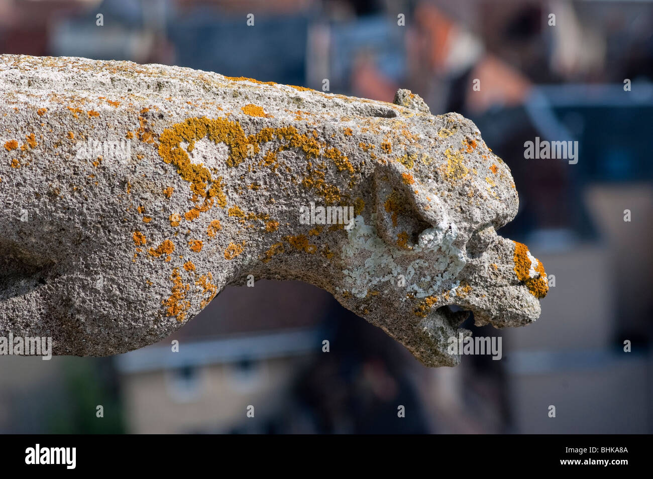 Chartres, France - Notre Dame Cathedral, Gargoyle Close up ...