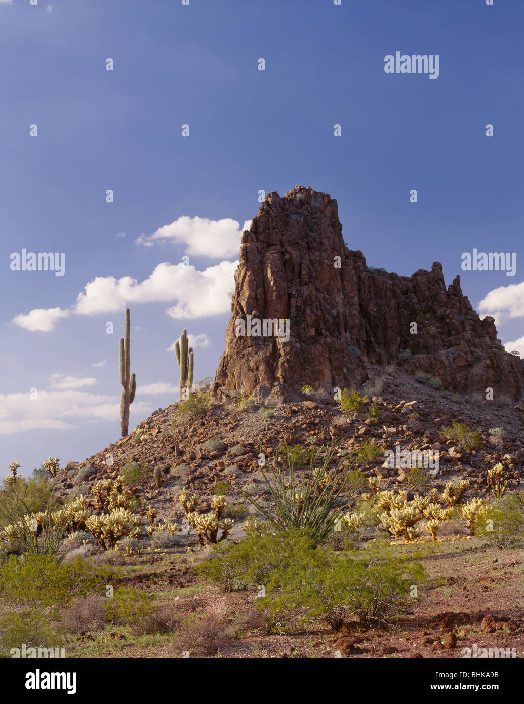 Sonora desert near hi-res stock photography and images - Alamy