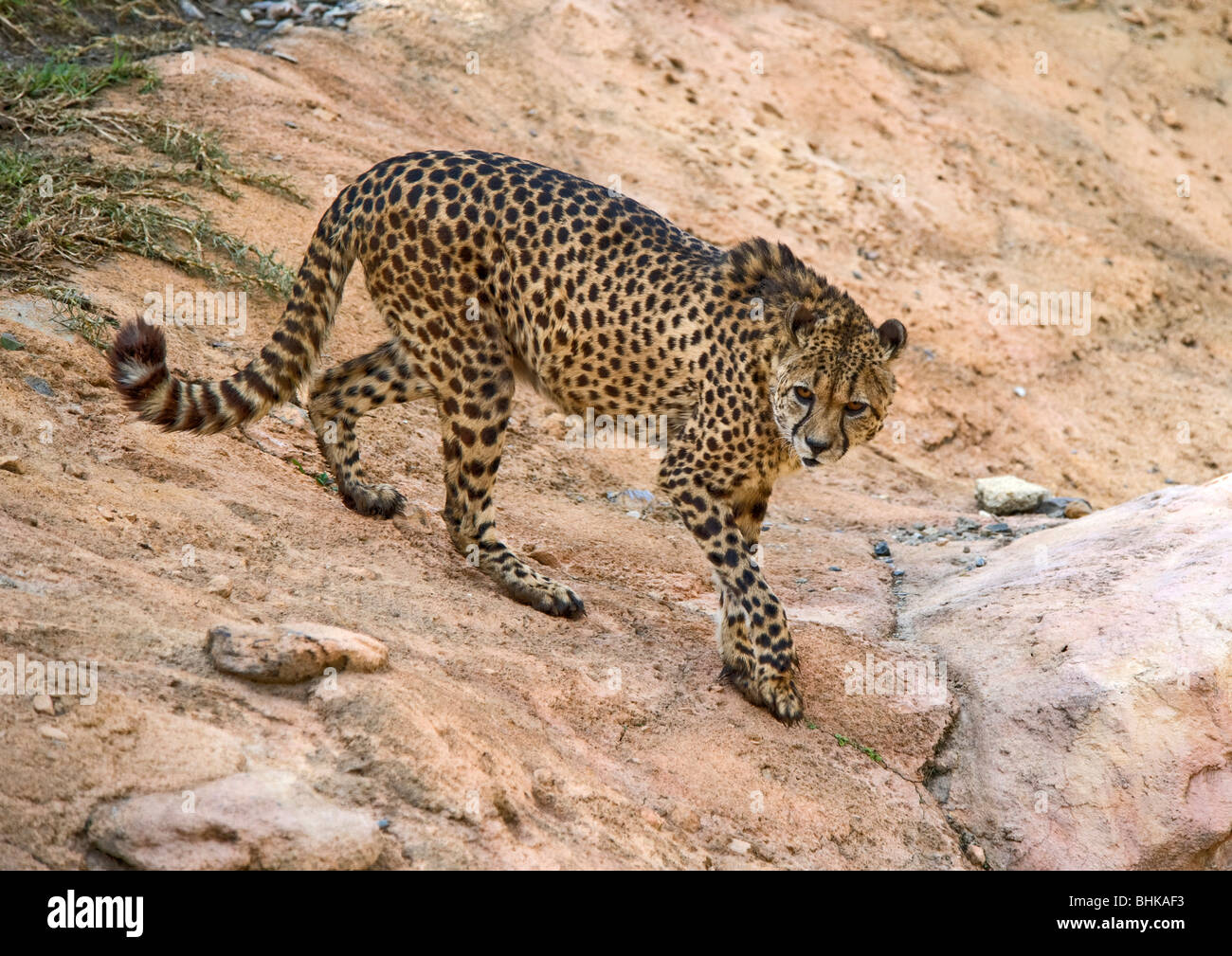 Cheetah walking hi-res stock photography and images - Alamy