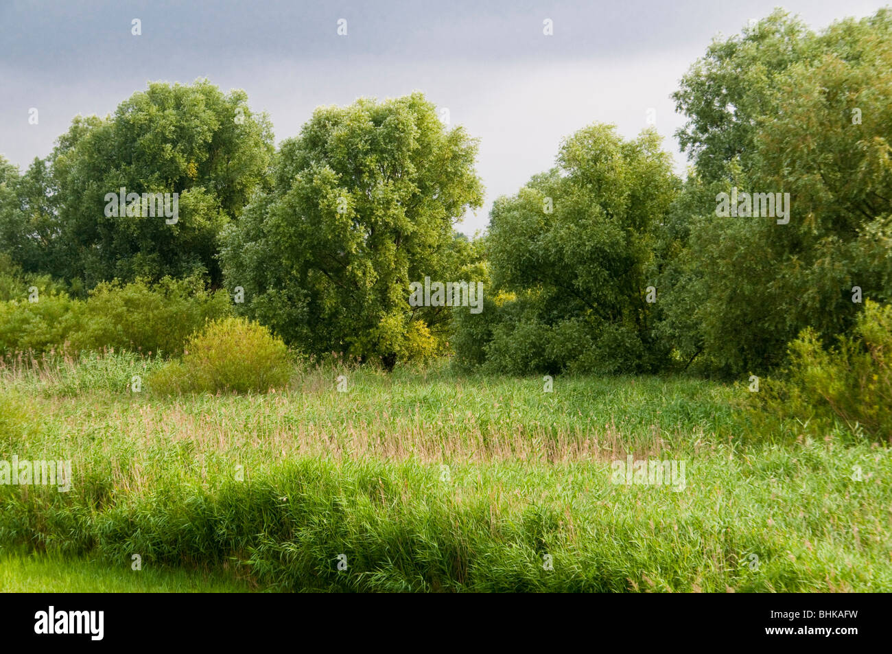 Marschland hi-res stock photography and images - Alamy