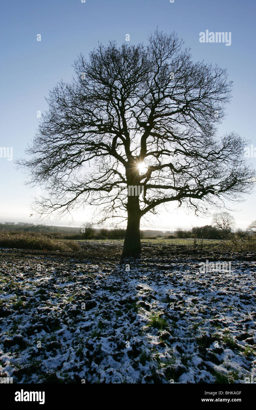 Tree in a field in winter with snow Stock Photo - Alamy