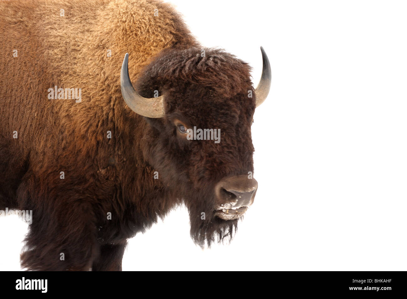 Buffalo fur coat hi-res stock photography and images - Alamy