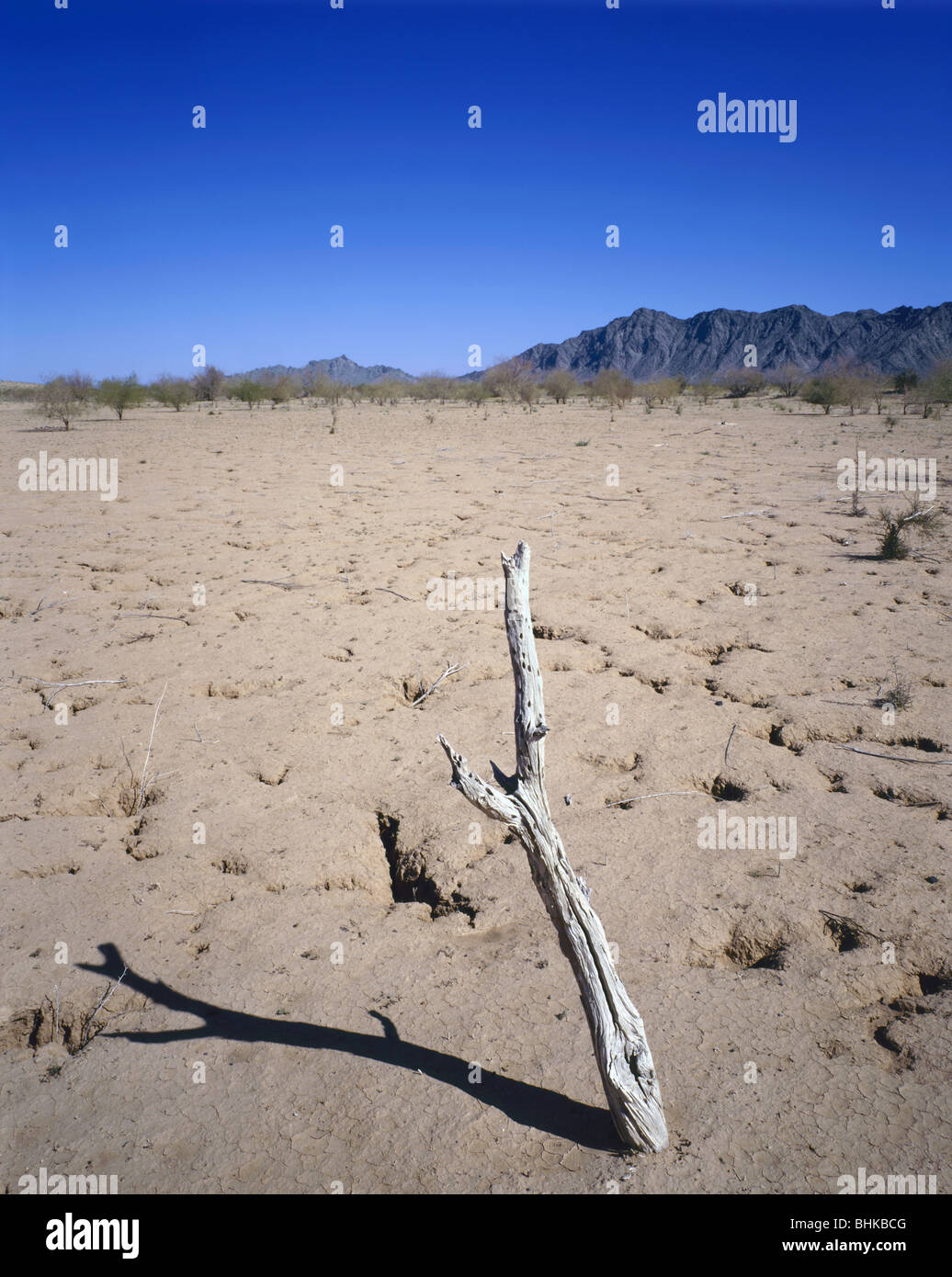 Is Arizona Dry at Jason Rocha blog