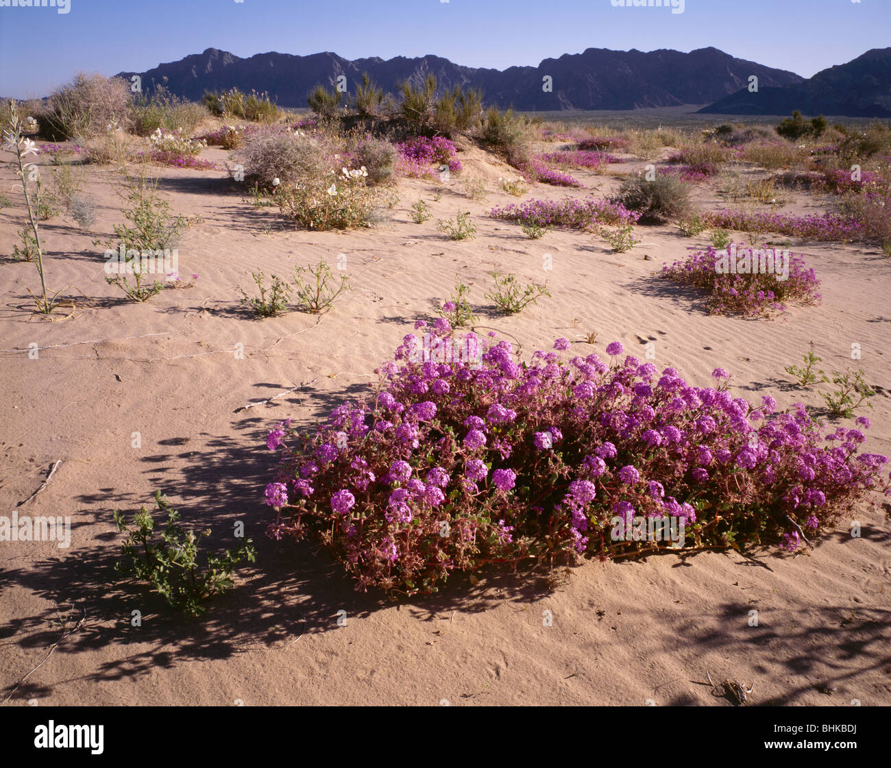 Mohawk mountains hi-res stock photography and images - Alamy