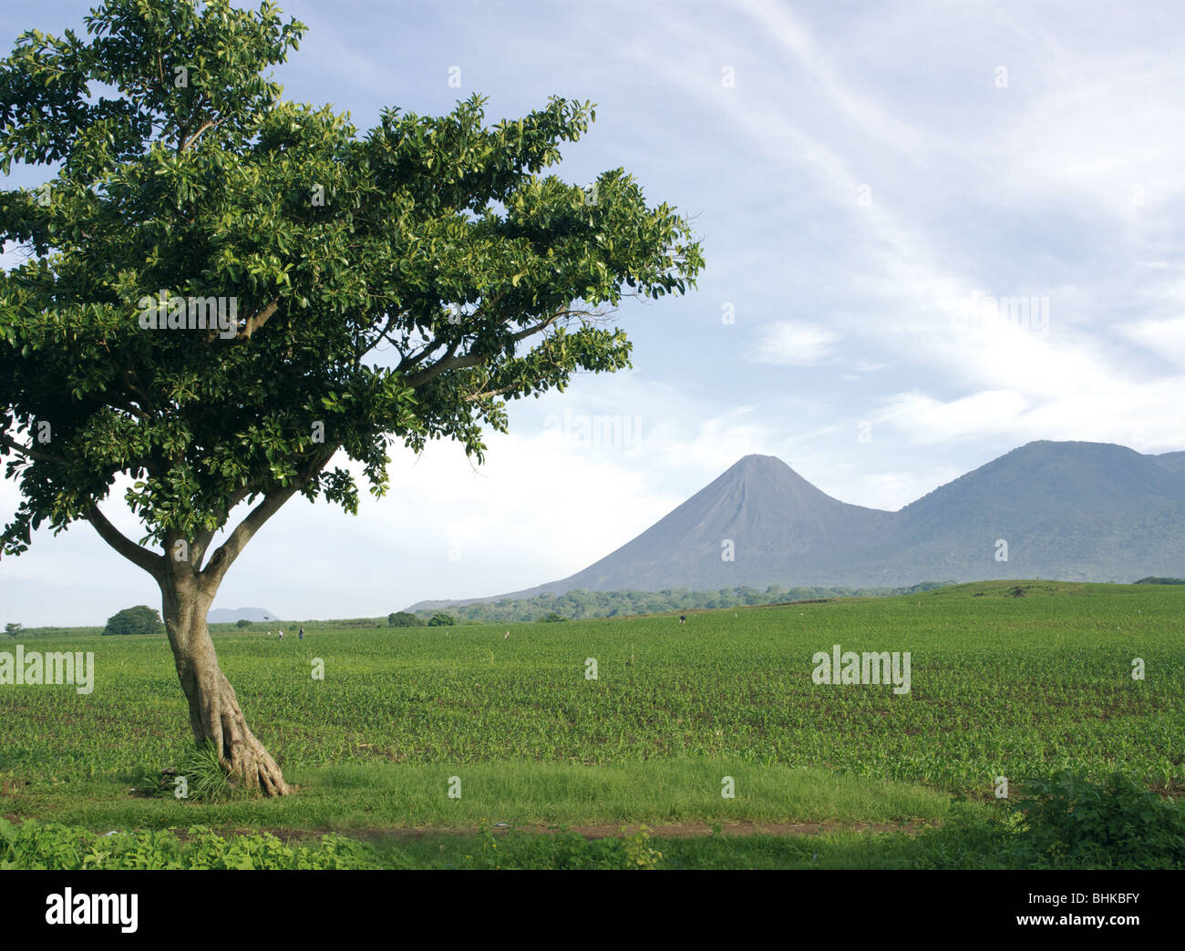 El Salvador. Agricultural landscape. Corn field. Volcano Izalco and ...