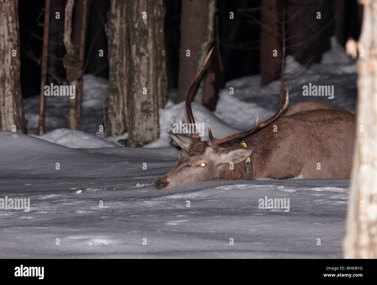 sedated radiocollared stag male red deer in winter in Slovenia Stock ...
