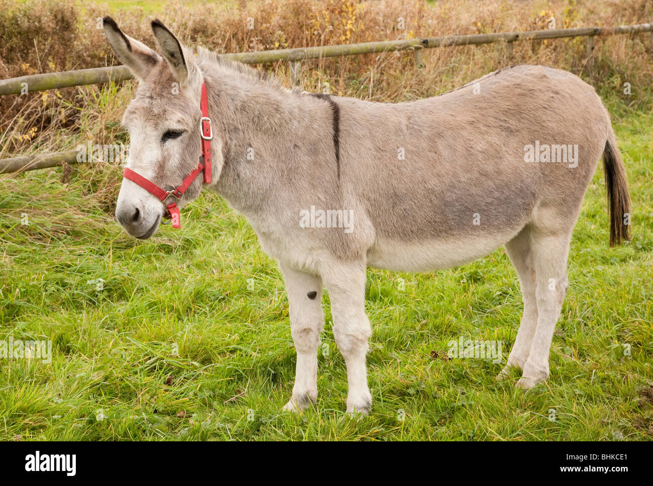 A single grey donkey standing in a paddock Stock Photo - Alamy