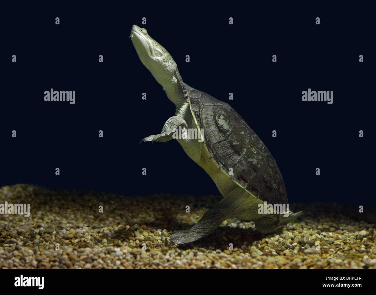 Snake turtle hi-res stock photography and images - Alamy