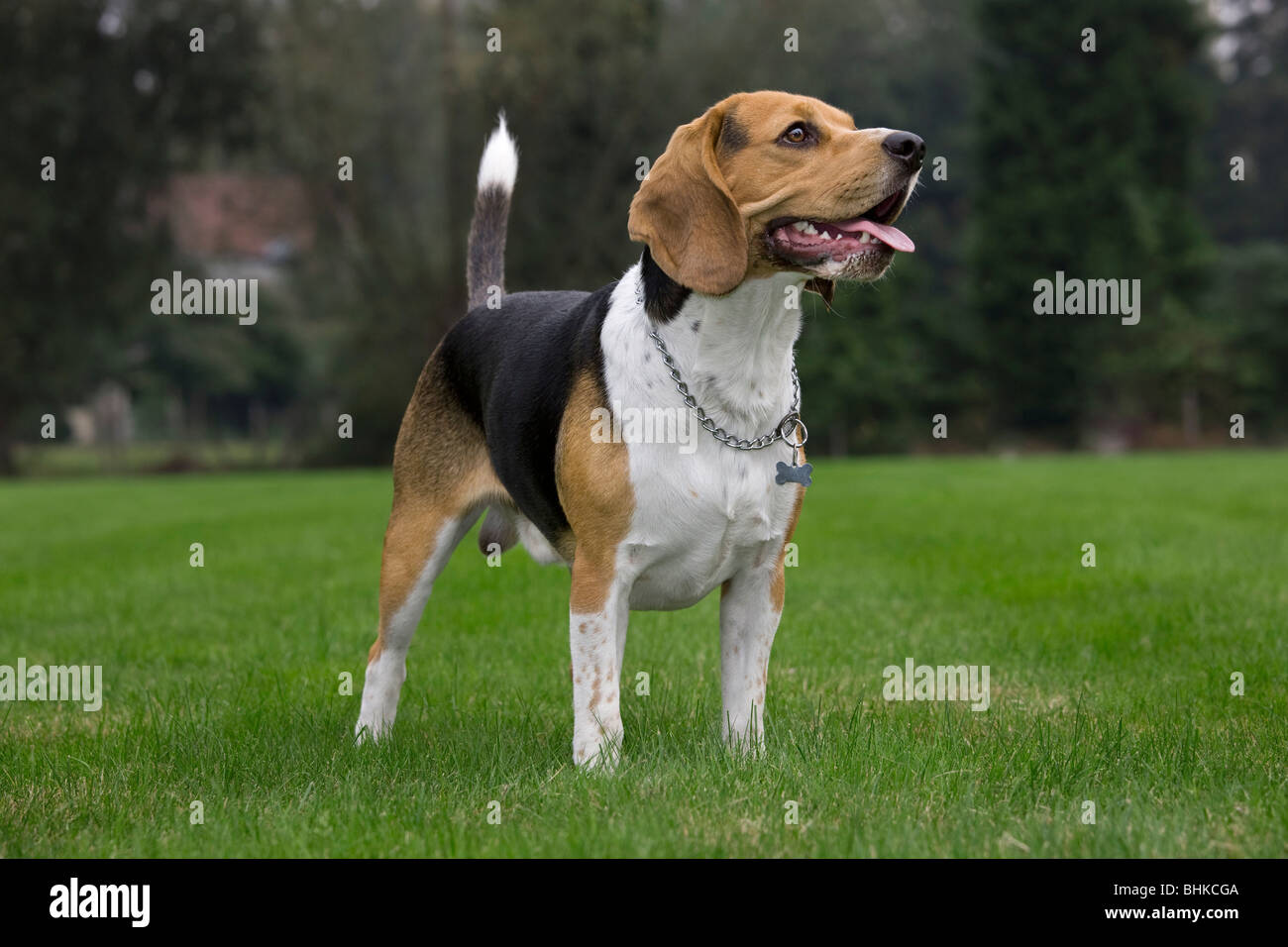 Beagles portraits hi-res stock photography and images - Alamy