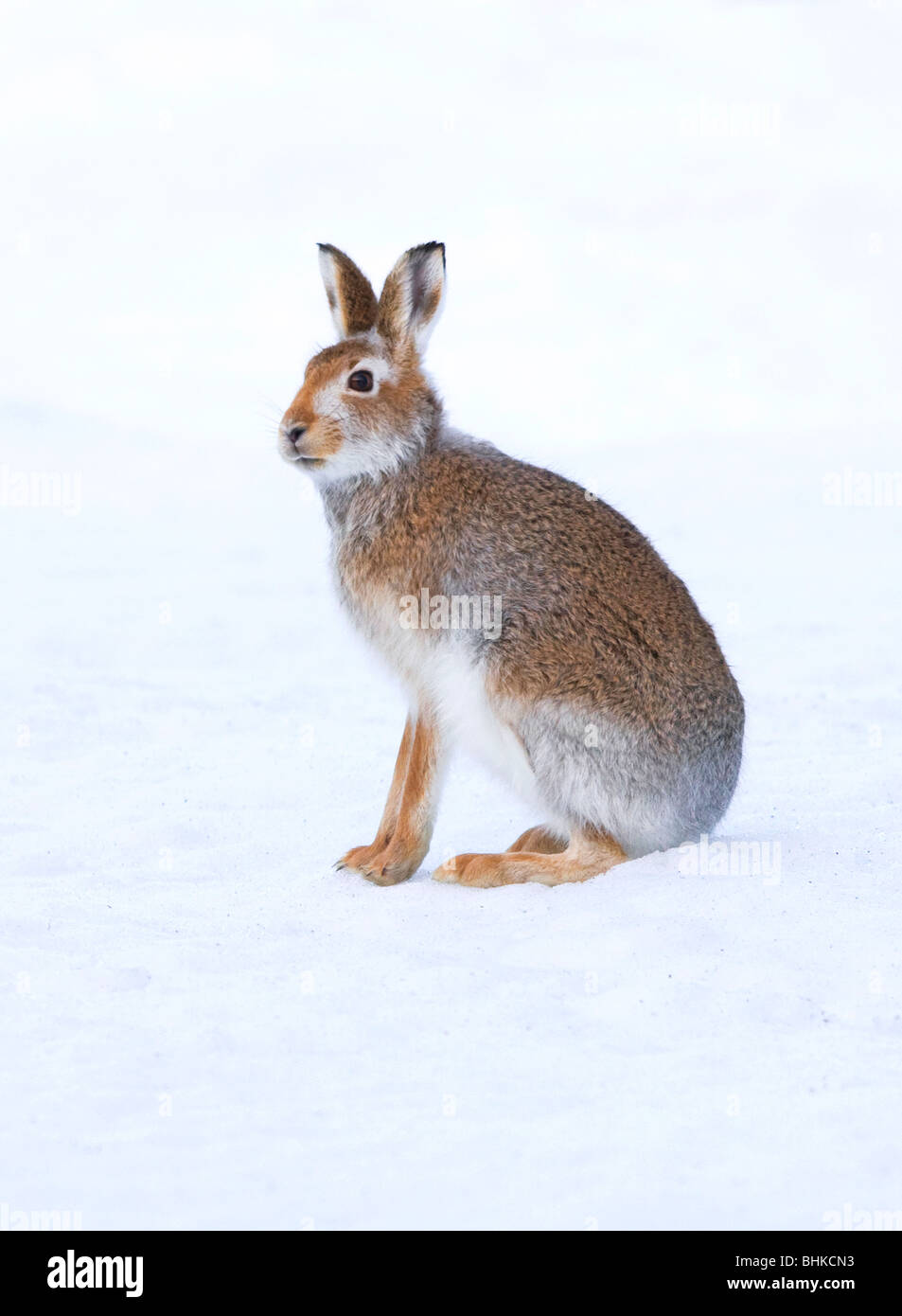 Longformacus hi-res stock photography and images - Alamy