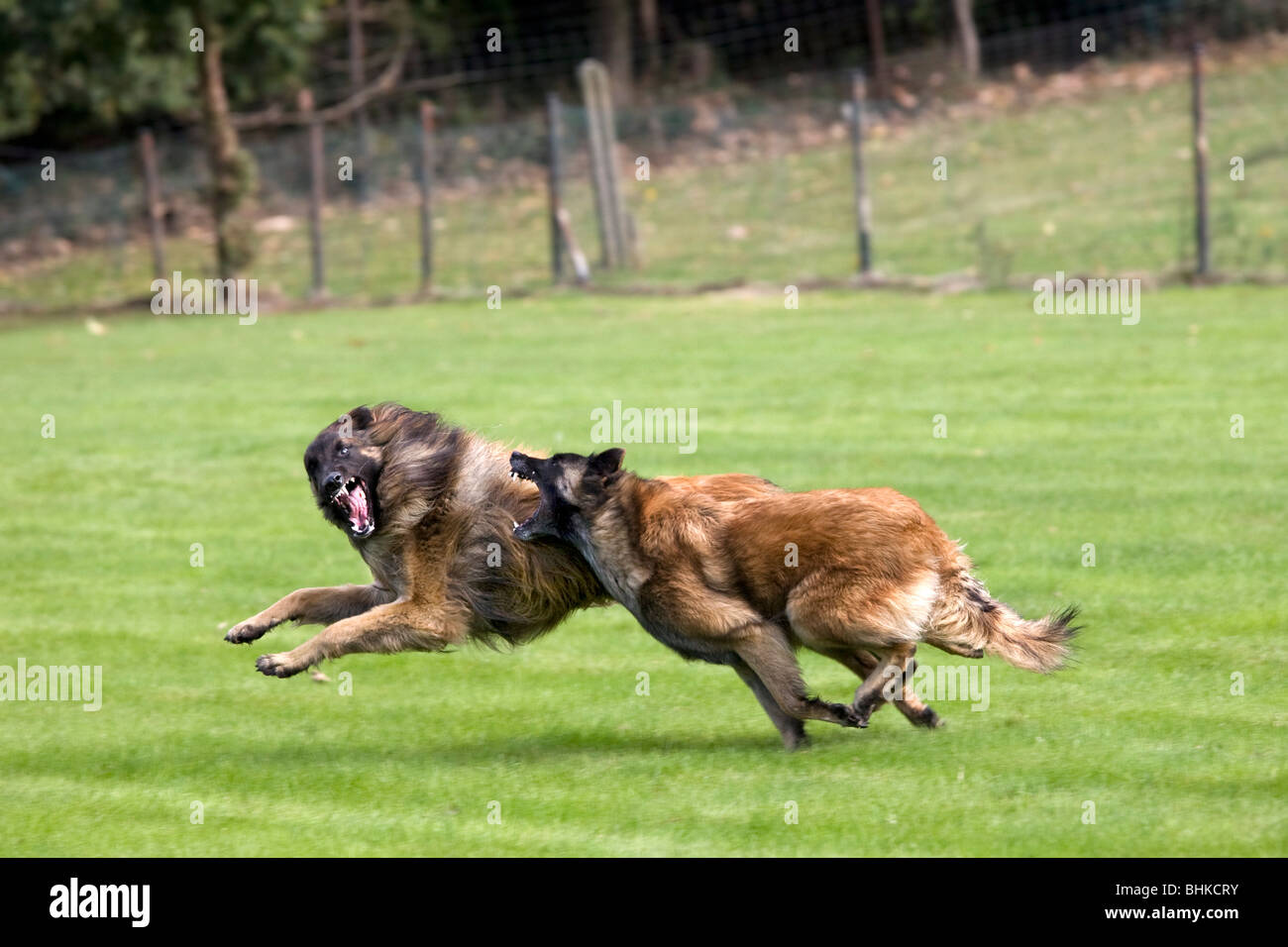 Belgian Dogs High Resolution Stock Photography and Images - Alamy