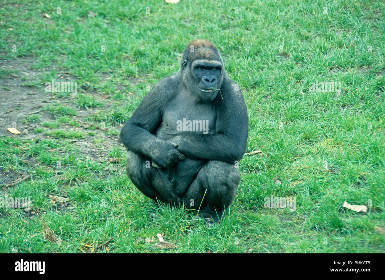 silverback gorilla in a zoo Stock Photo - Alamy