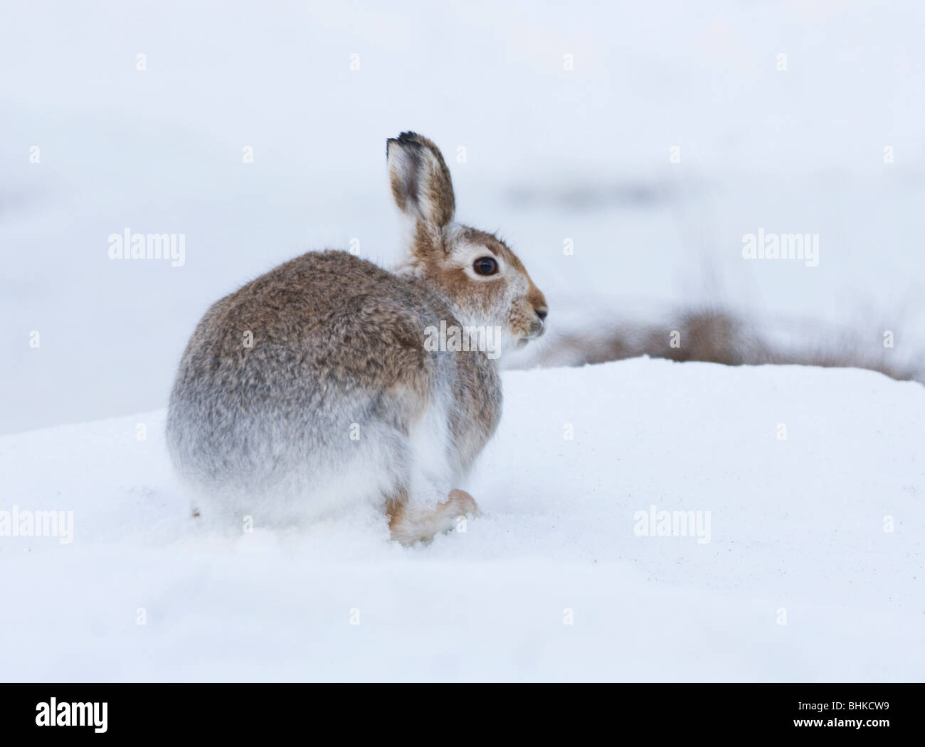 Longformacus hi-res stock photography and images - Alamy