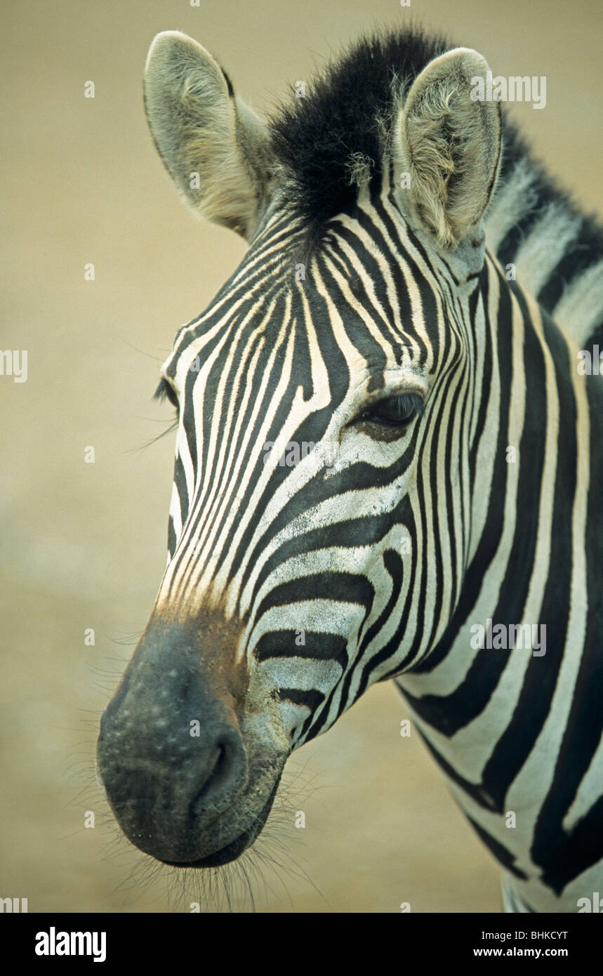 Zebra in africa tanzania Cut Out Stock Images & Pictures - Alamy