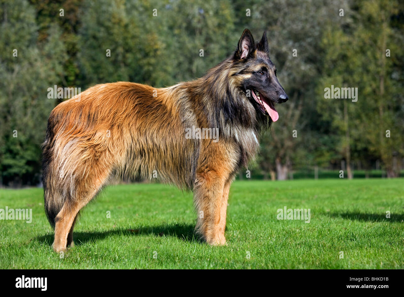 Belgian Shepherd Tervuren / Tervueren (Canis lupus familiaris) in ...