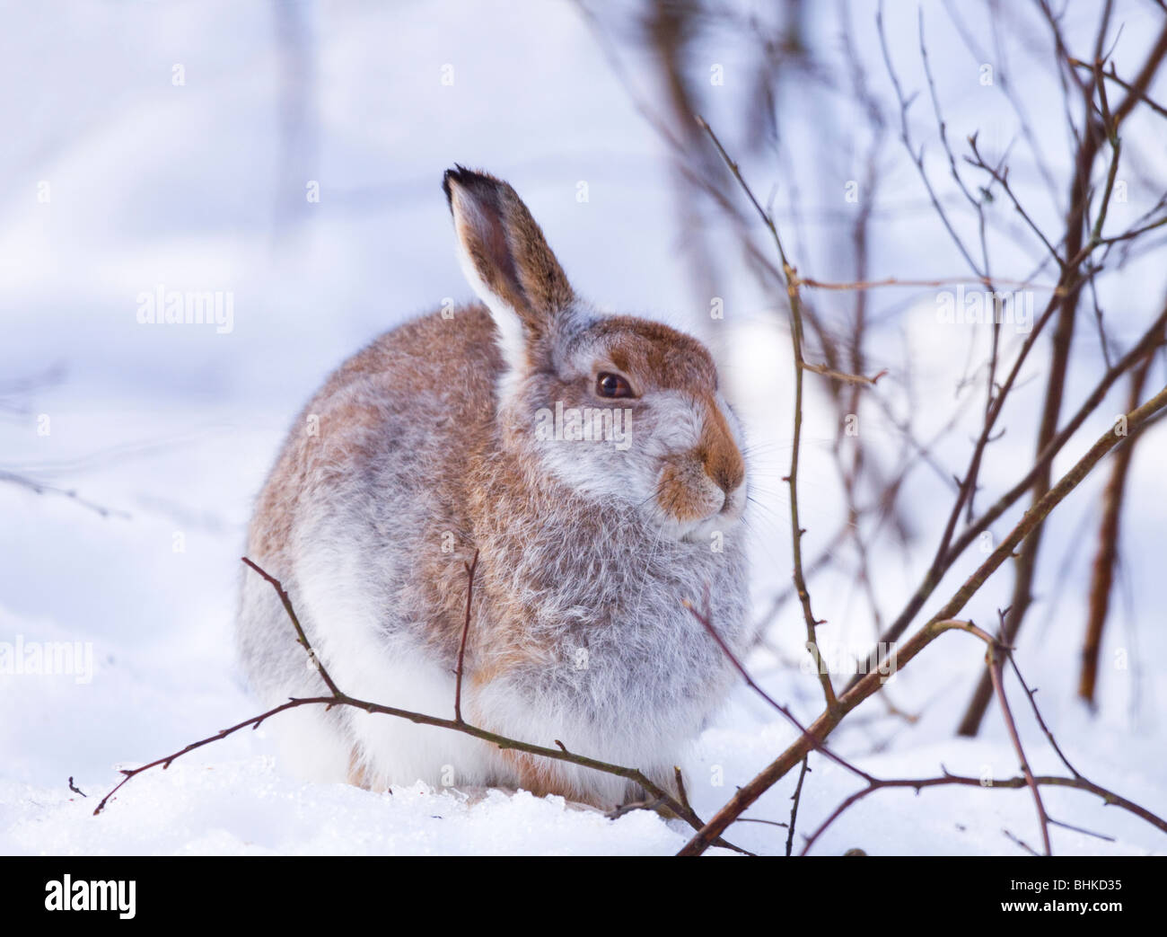Longformacus hi-res stock photography and images - Alamy