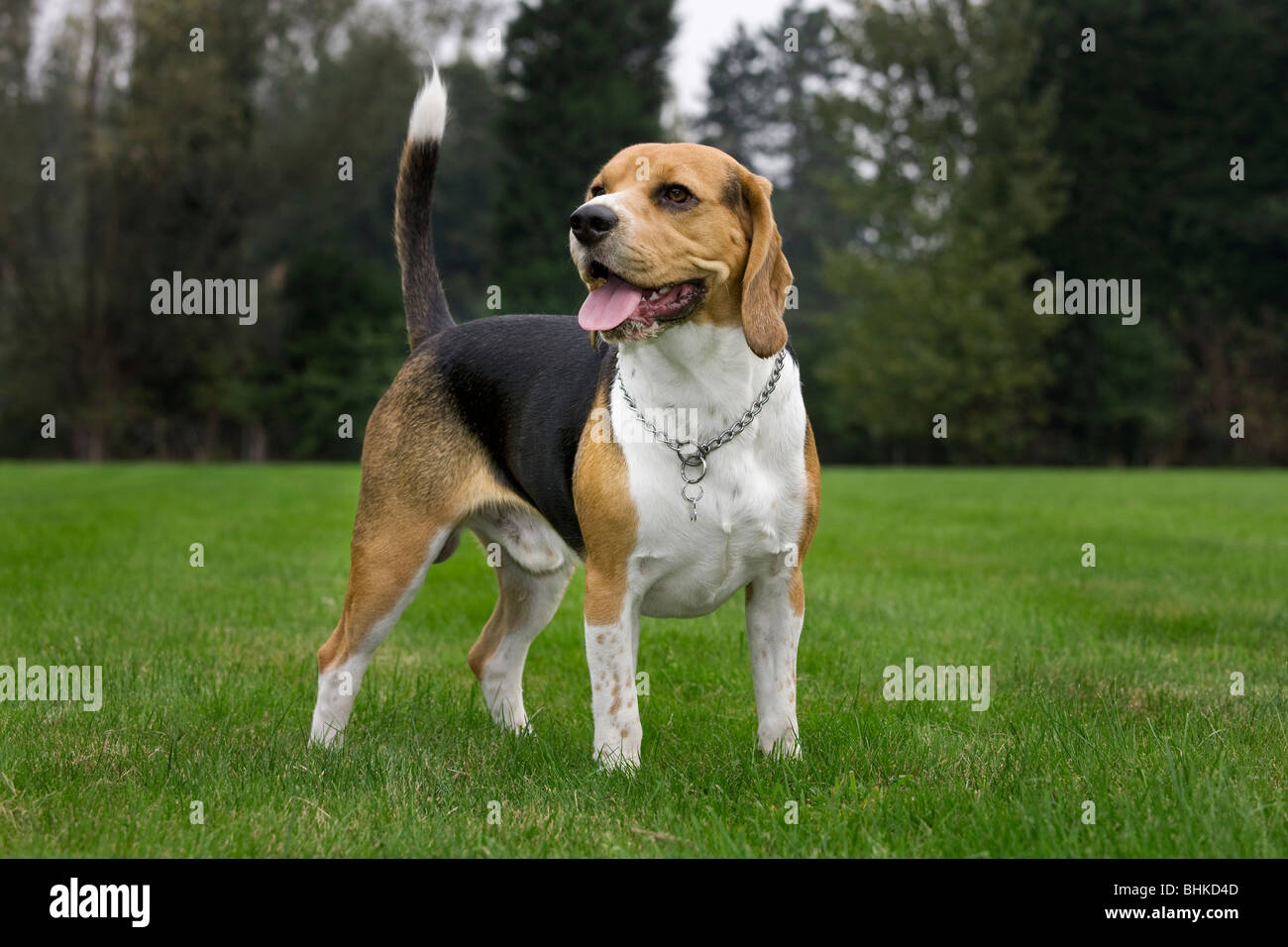 Beagle Pointing Hunting