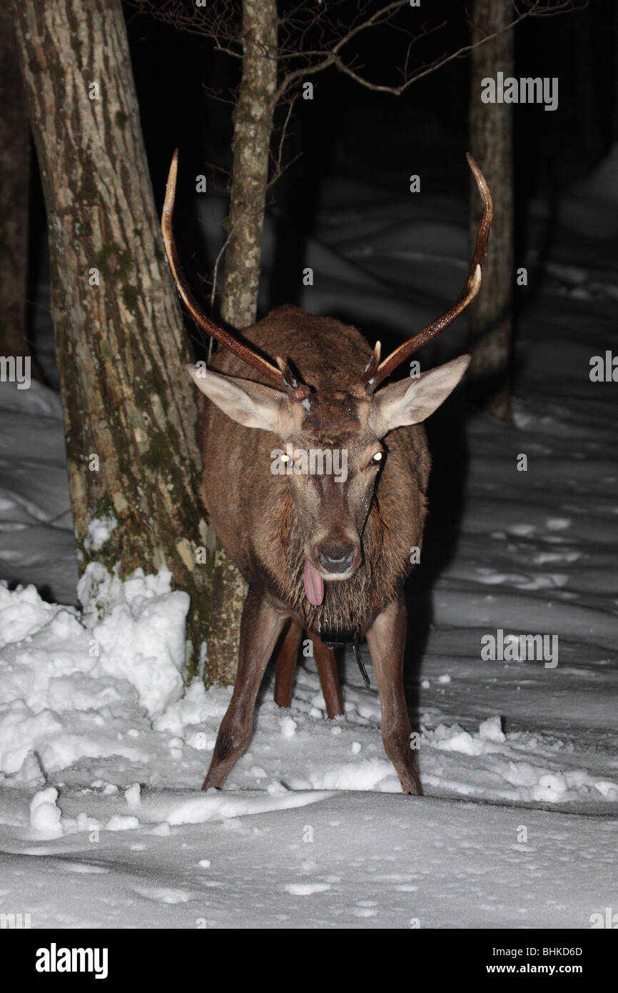 radiocollared stag male red deer in winter in Slovenia Stock Photo - Alamy
