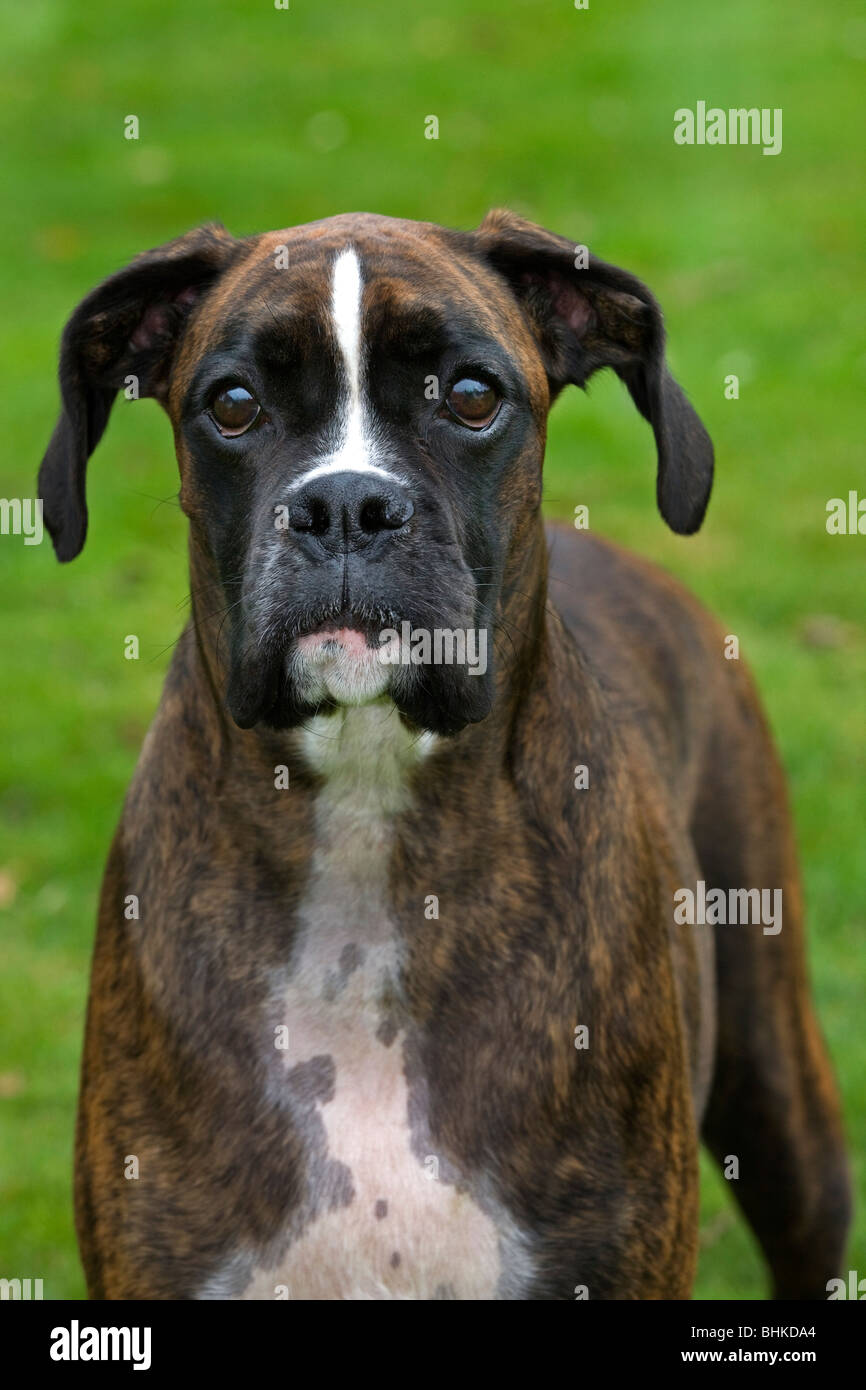Boxer dog (Canis lupus familiaris) close up Stock Photo - Alamy