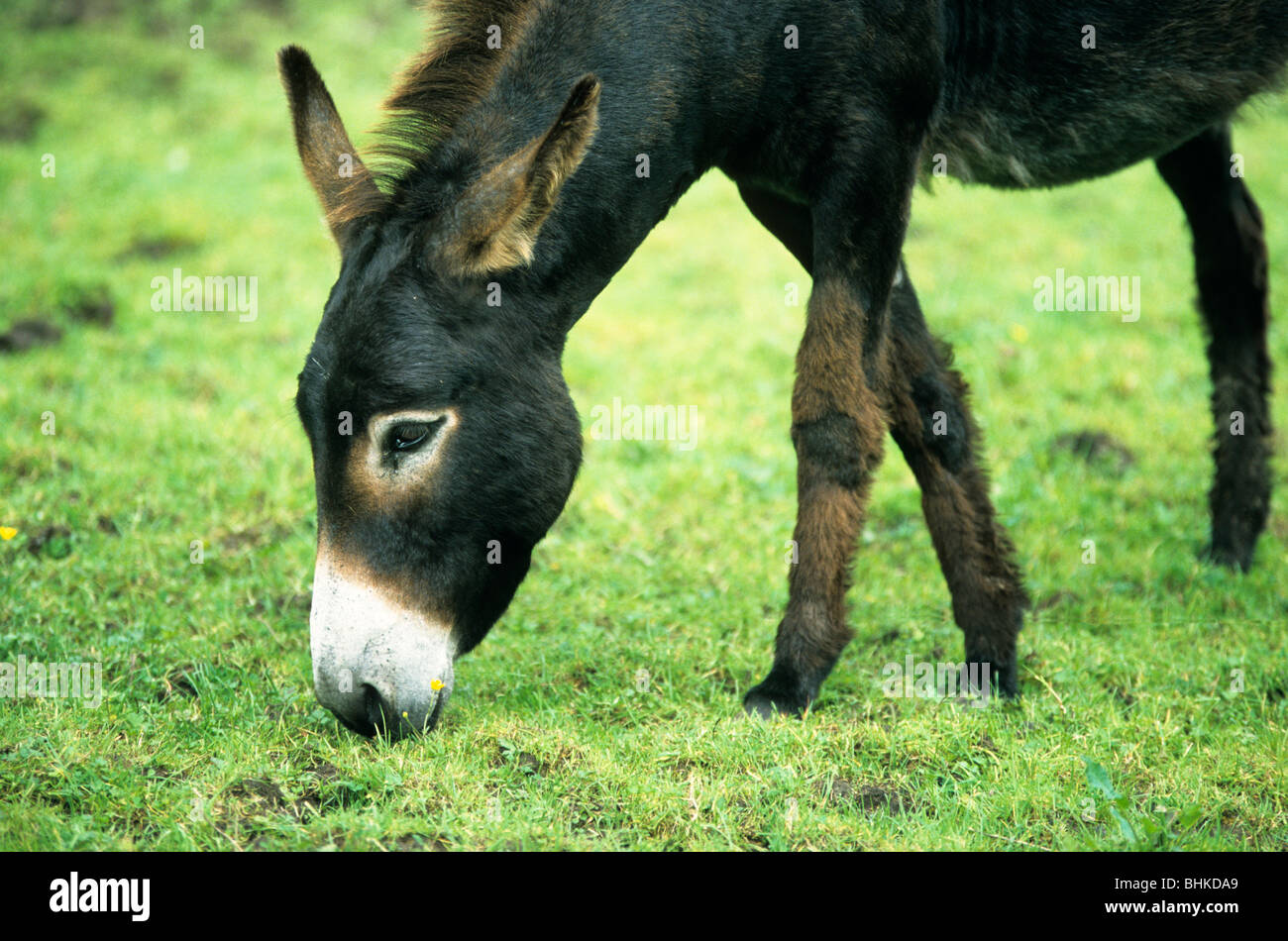 Donkey leg hi-res stock photography and images - Alamy