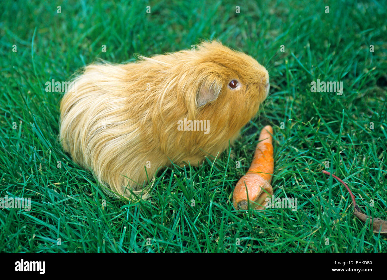 guinea pig (Cavia porcellus Stock Photo - Alamy
