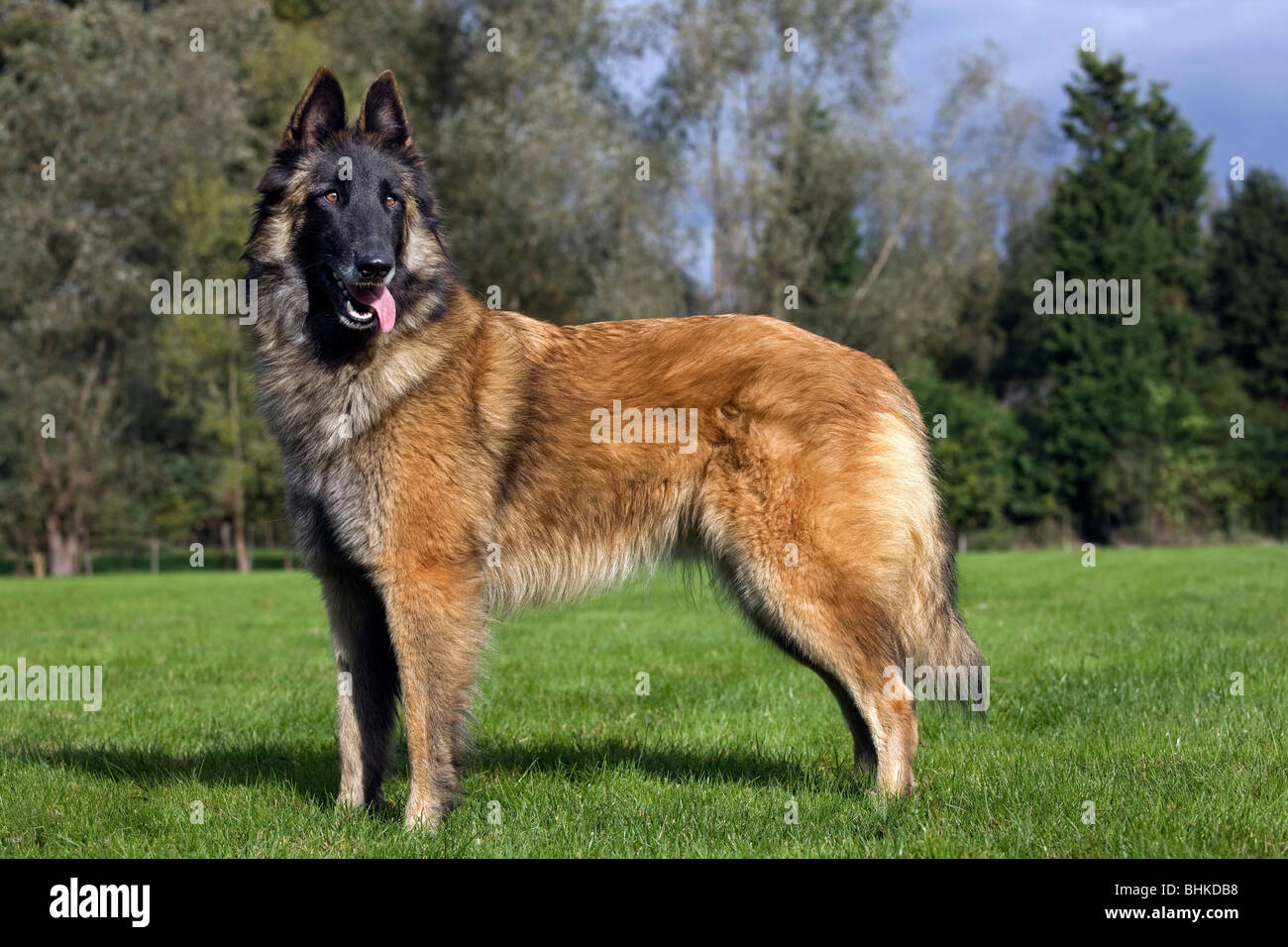 Belgian Shepherd Tervuren / Tervueren (Canis lupus familiaris) in ...