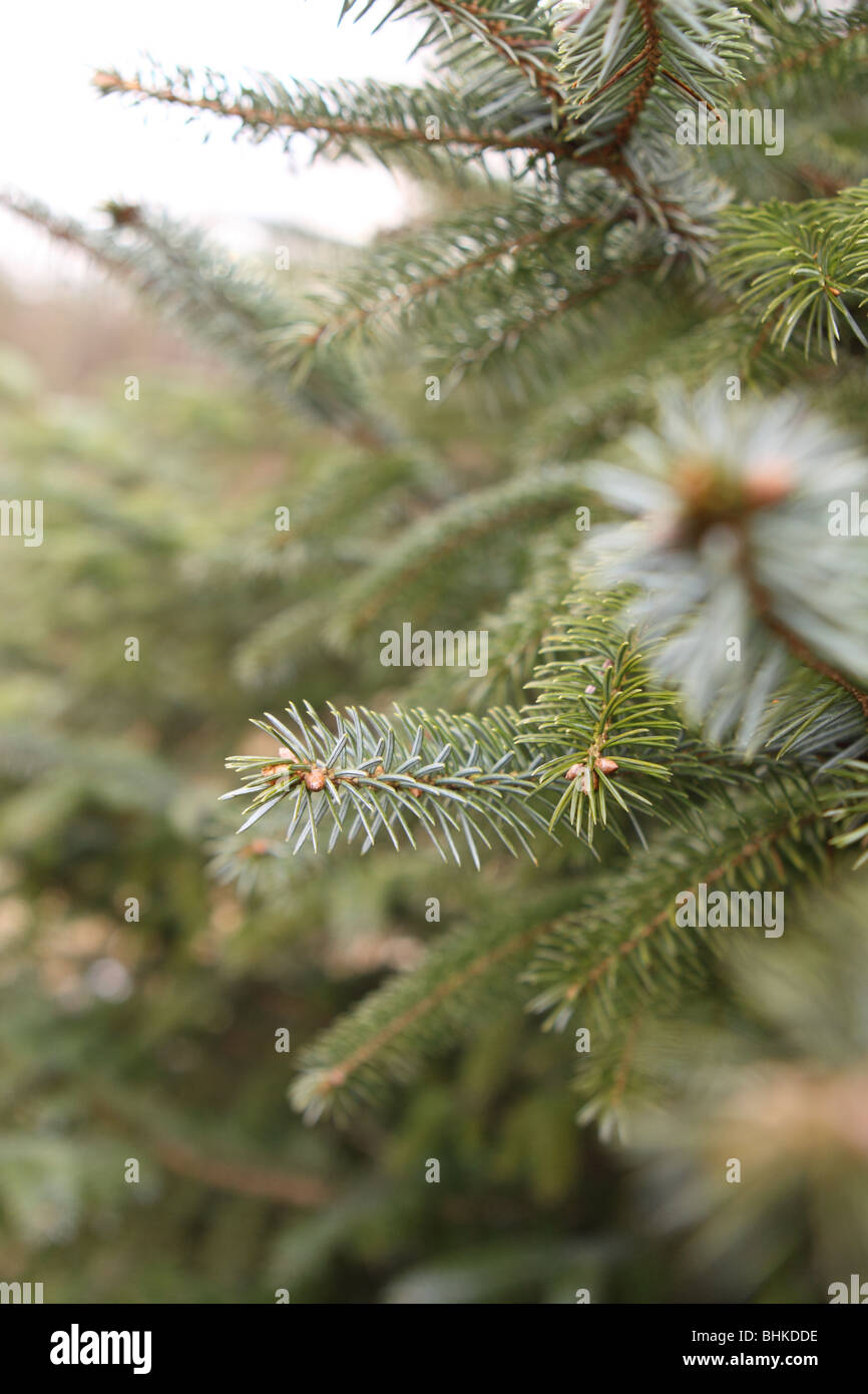 Fir tree hi-res stock photography and images - Alamy