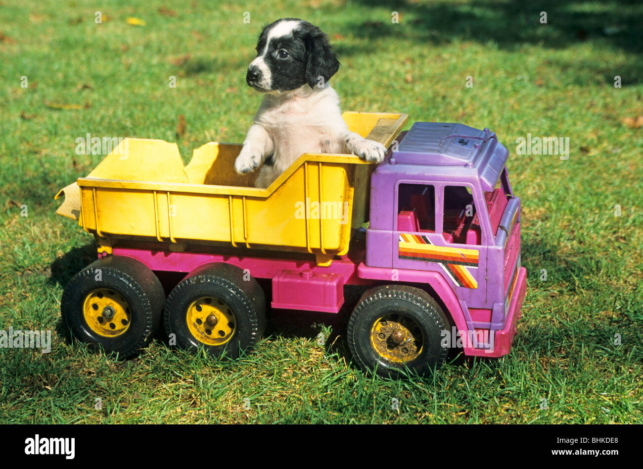 pup sitting in a toy lorry Stock Photo - Alamy