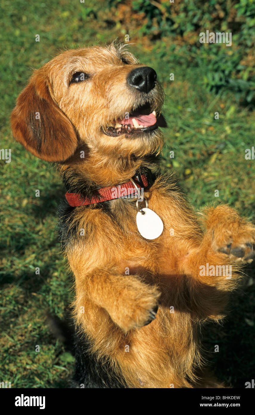 dog sitting up and begging Stock Photo - Alamy