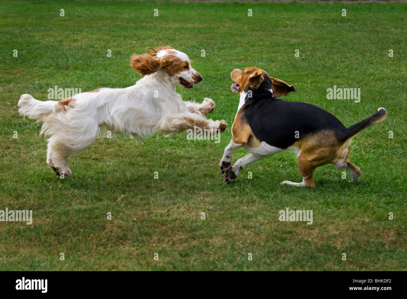Beagle Mixed With Cocker Spaniel