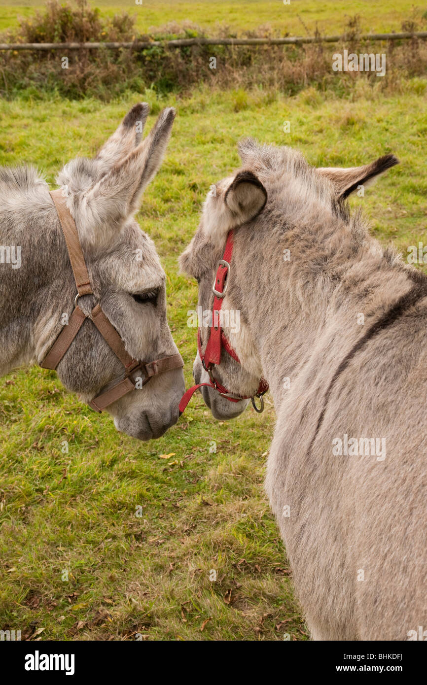 Two grey donkeys standing close together in a paddock Stock Photo - Alamy