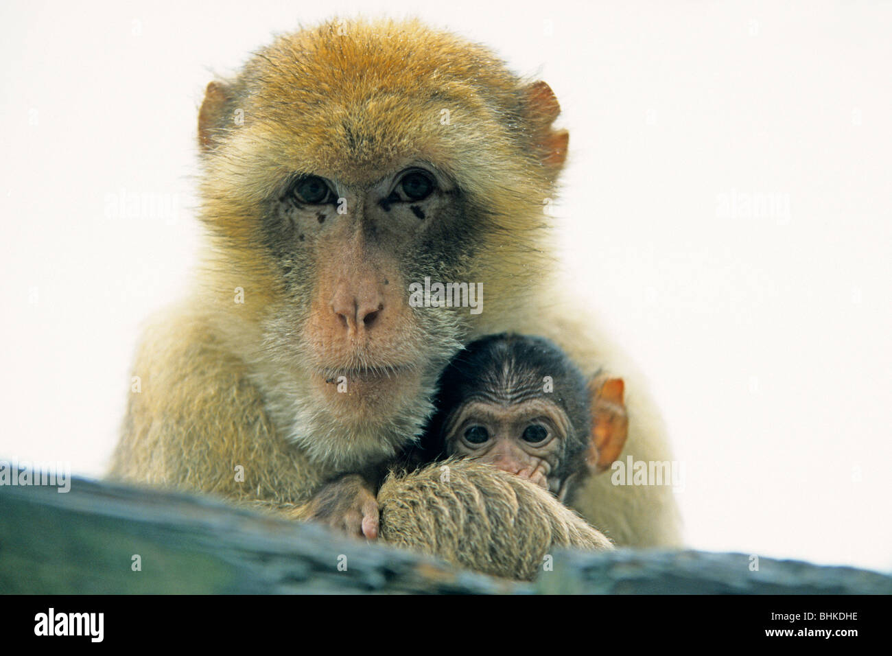Barbary Macaque with child Stock Photo - Alamy