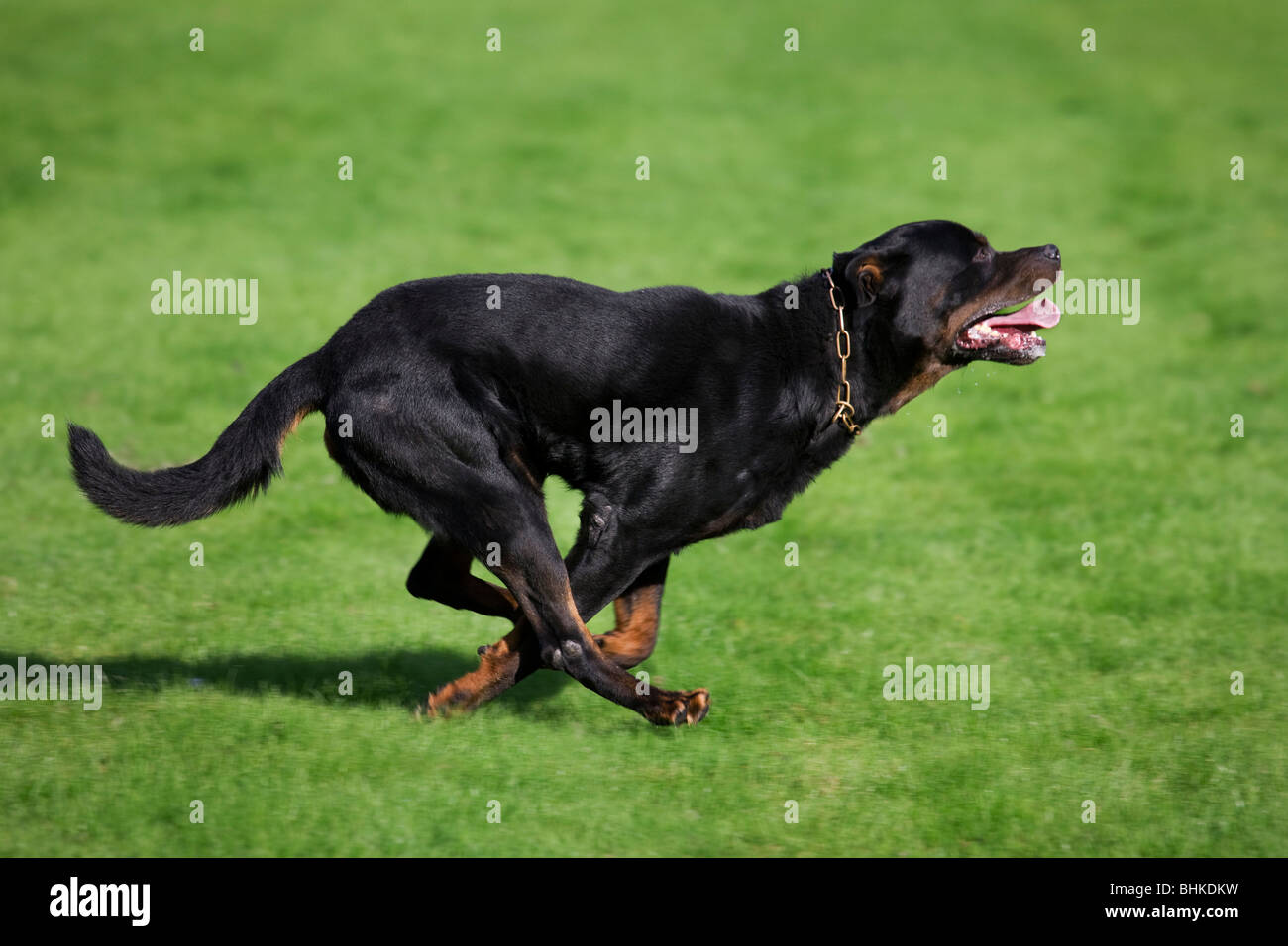 Rottweiler (Canis lupus familiaris) running in garden Stock Photo - Alamy